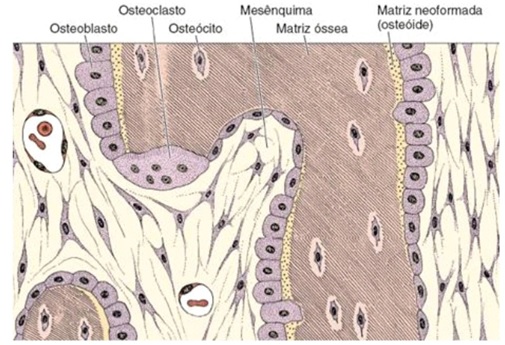 Tecido ósseo – Anatomia papel e caneta