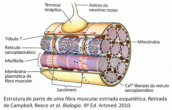 Sistema muscular – Anatomia papel e caneta