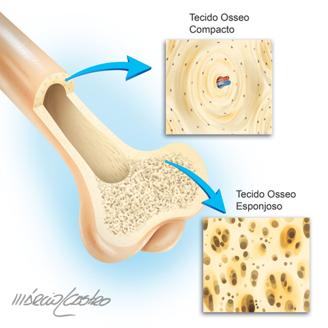 Tecido ósseo – Anatomia papel e caneta