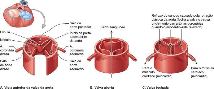 Sistema cardiovascular – Anatomia papel e caneta