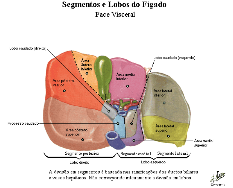 Sistema digestório – Anatomia papel e caneta