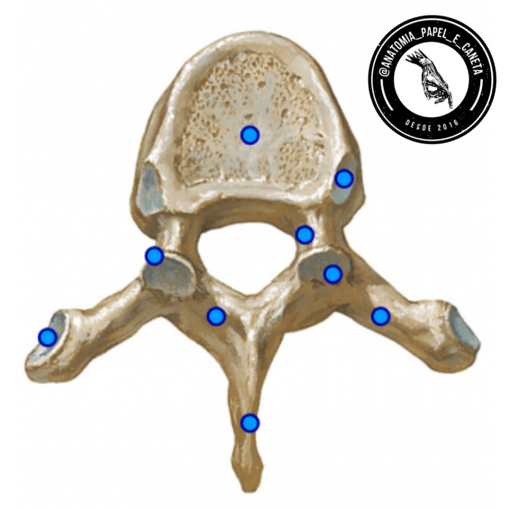 Coluna vertebral – Anatomia papel e caneta