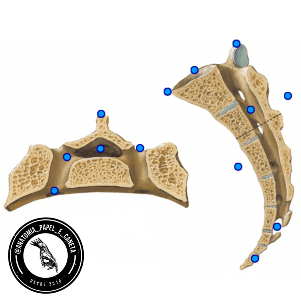 Coluna vertebral – Anatomia papel e caneta