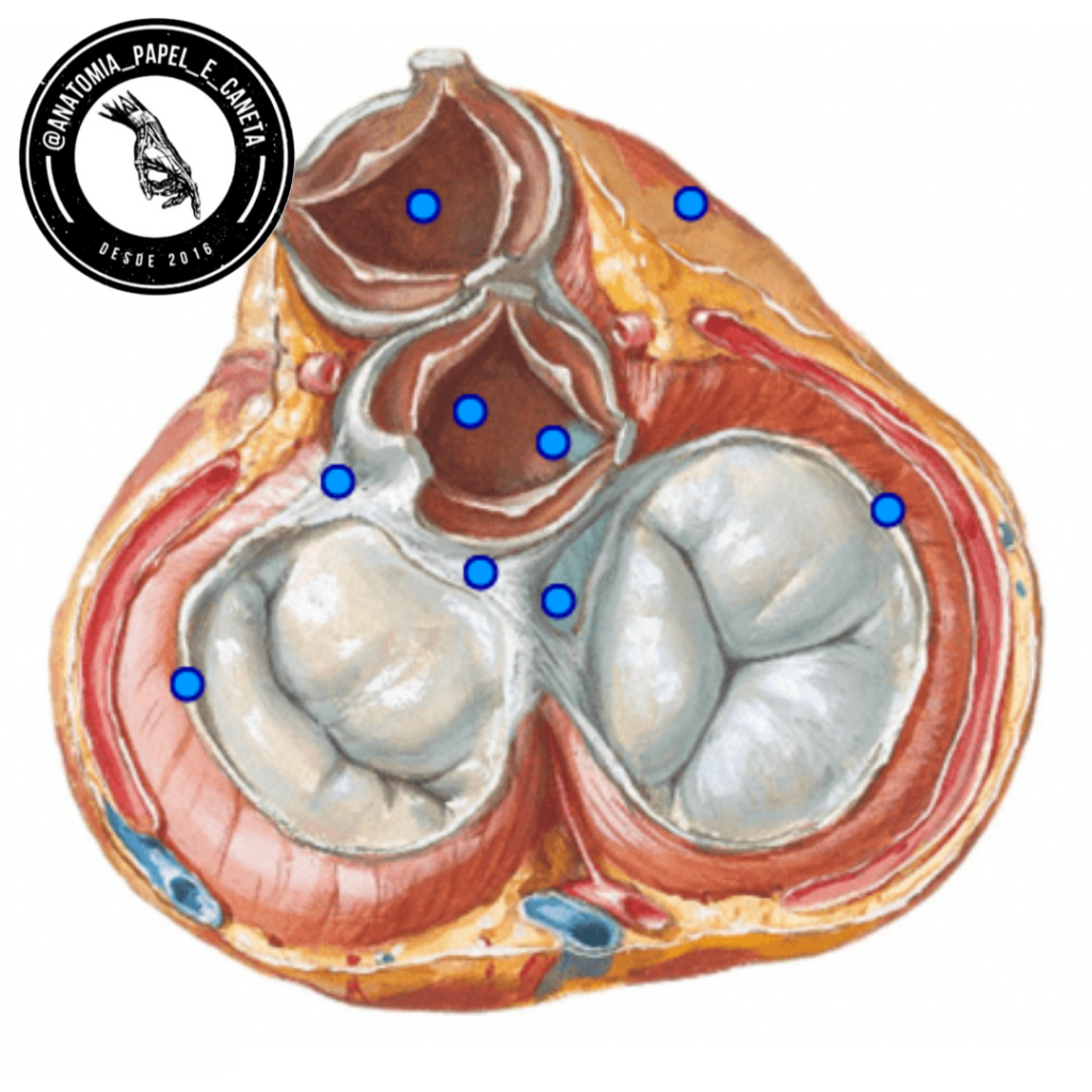 Coração – Valvas cardíacas – Anatomia papel e caneta Coração – Valvas cardíacas – Anatomia papel e caneta