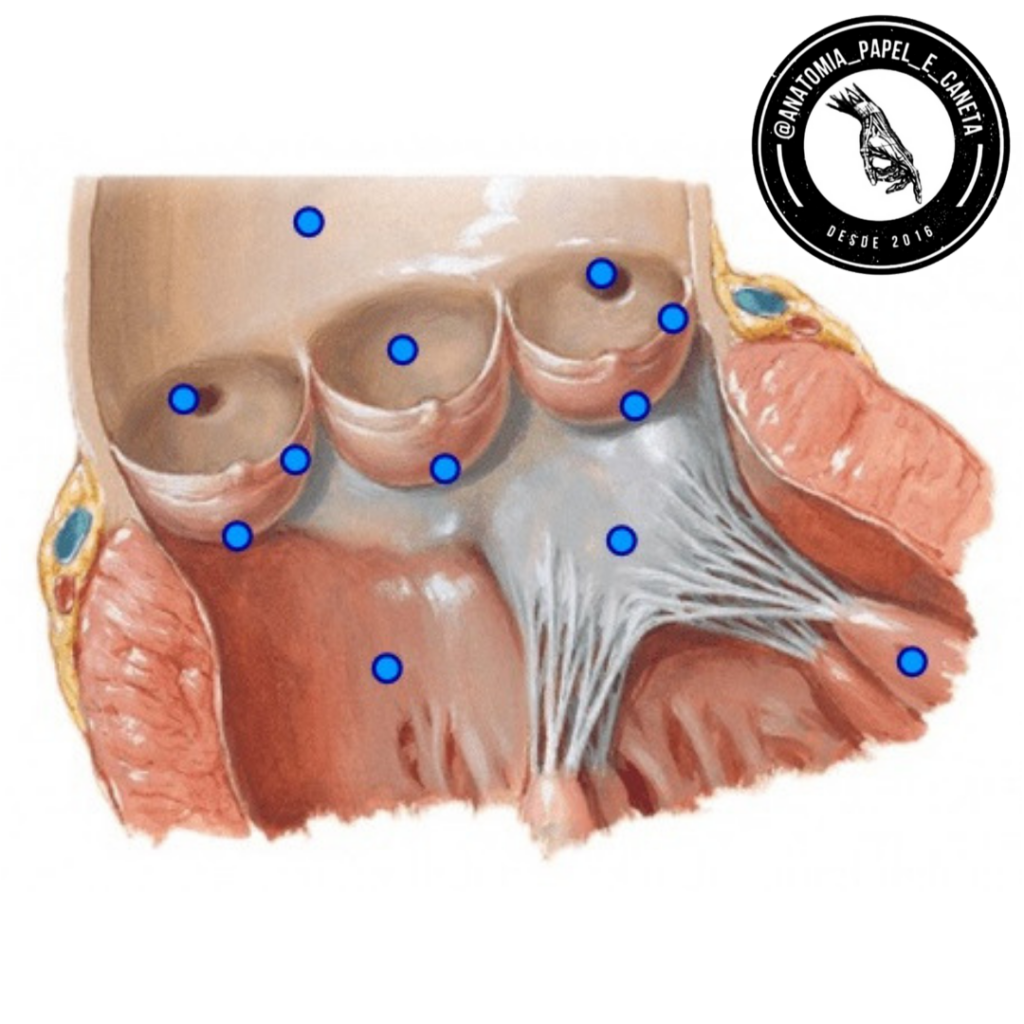 Coração – Valvas cardíacas – Anatomia papel e caneta Coração – Valvas cardíacas – Anatomia papel e caneta