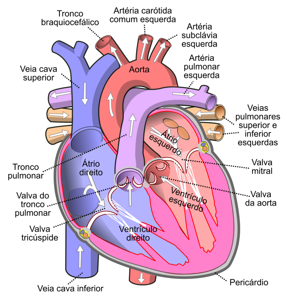 Coração – Valvas cardíacas – Anatomia papel e caneta