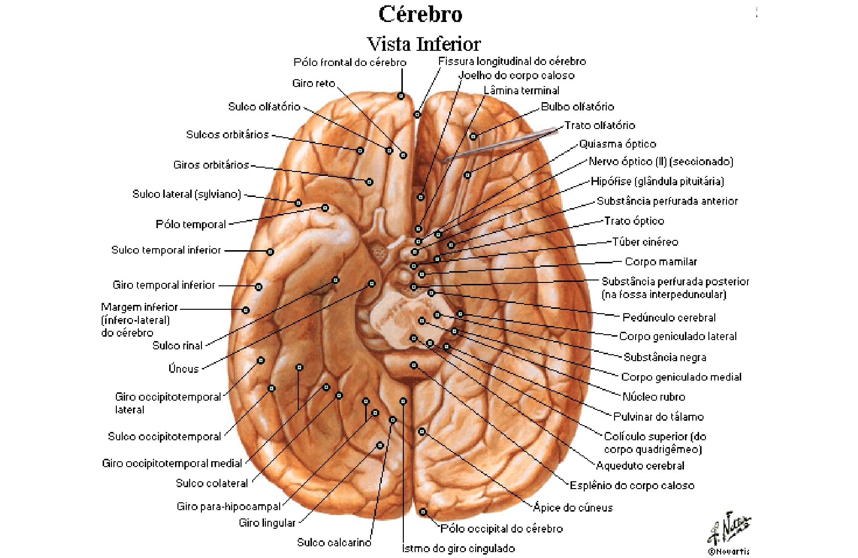 Telencéfalo Anatomia Papel E Caneta