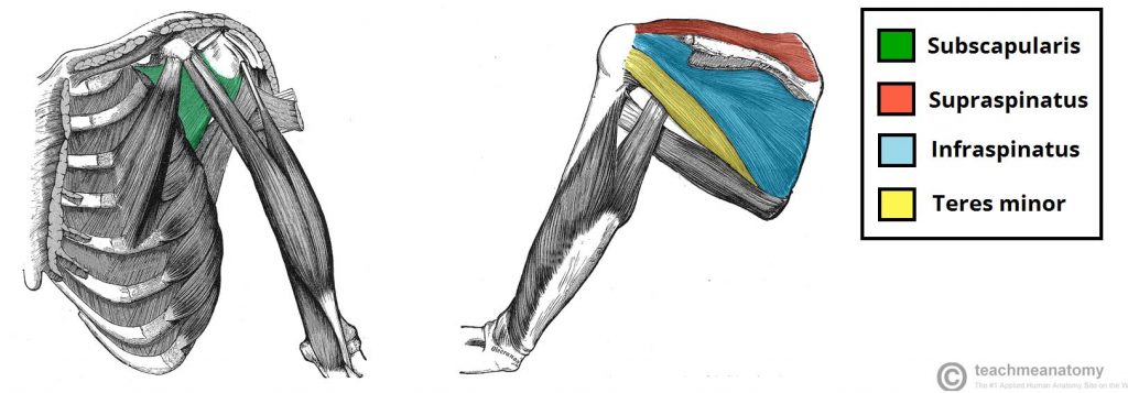 Músculos do ombro – Anatomia papel e caneta