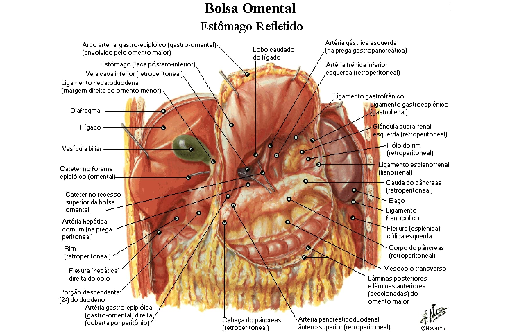 Estômago Anatomia Papel E Caneta