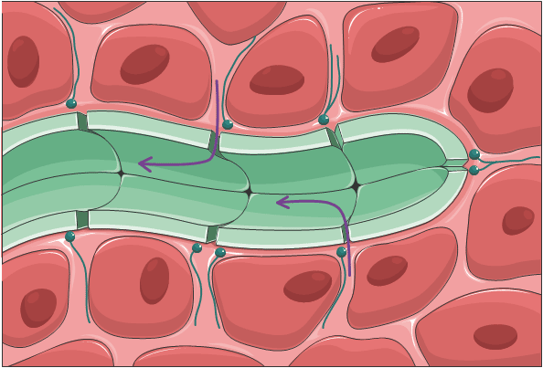 Sistema cardiovascular – Anatomia papel e caneta