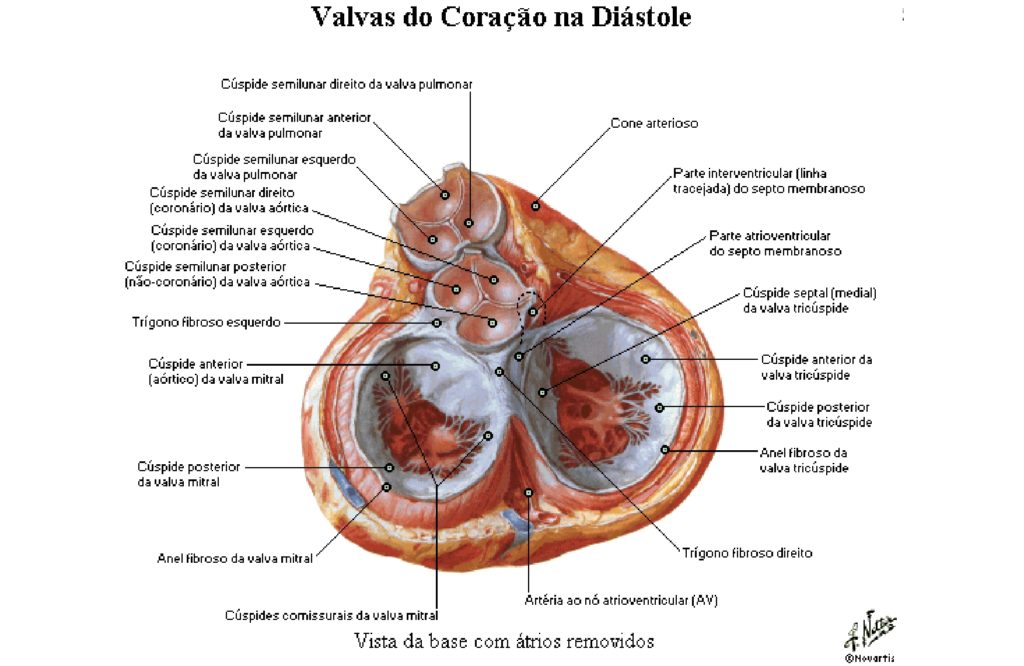 Coração | Valvas cardíacas | Anatomia papel e caneta Coração | Valvas cardíacas | Anatomia papel e caneta