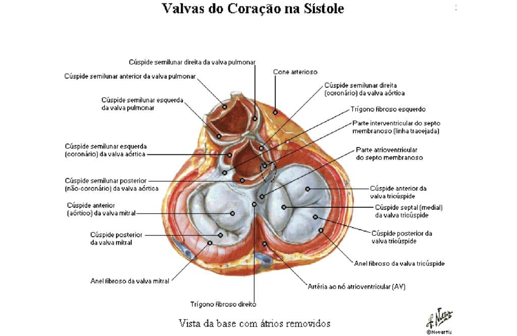 Coração | Valvas cardíacas | Anatomia papel e caneta Coração | Valvas cardíacas | Anatomia papel e caneta