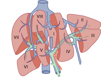 Sistema digestório | Anatomia papel e caneta