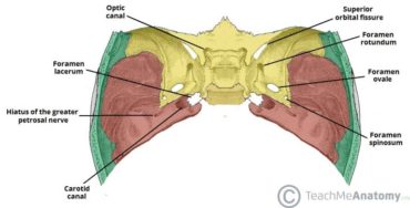 Bases / Fossas do crânio – Anatomia papel e caneta