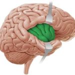 Lobos cerebrais – Anatomia papel e caneta