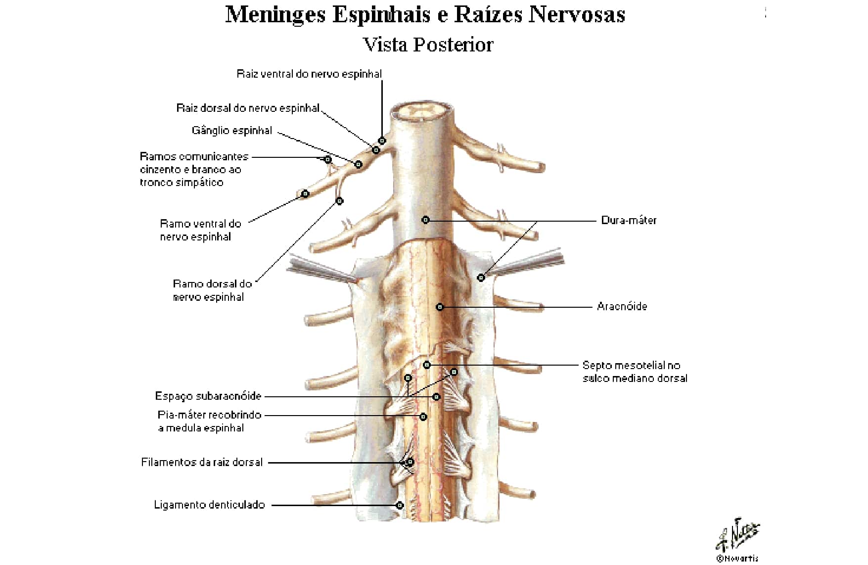 Medula espinal – Anatomia papel e caneta Medula espinal – Anatomia papel e caneta