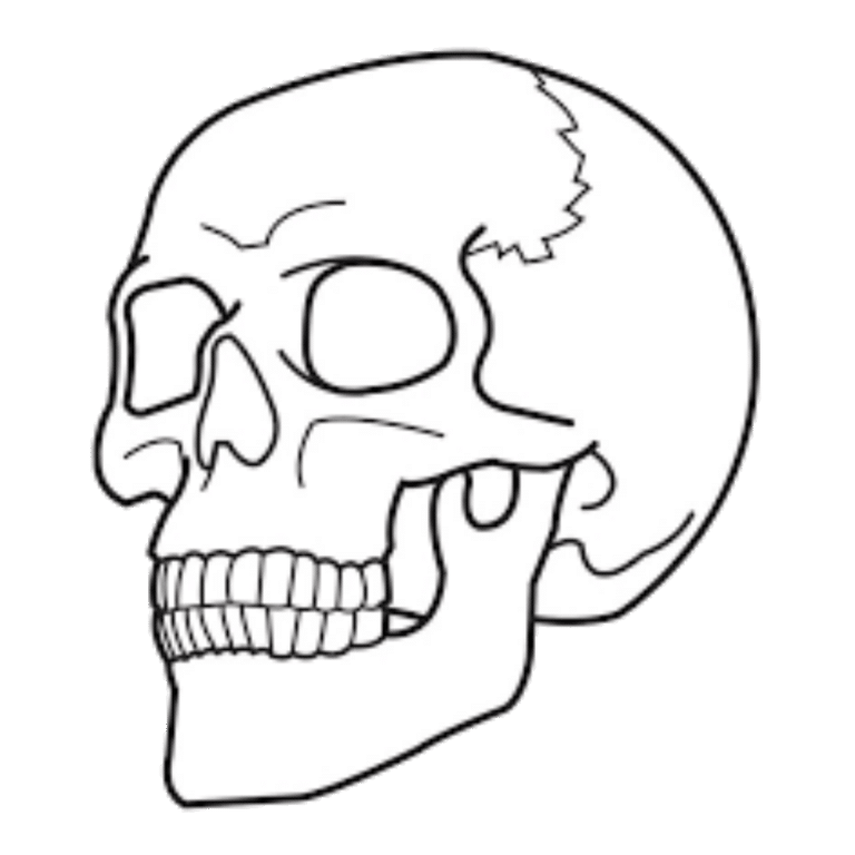 Jogos de anatomia humana – Anatomia papel e caneta Jogos de anatomia humana – Anatomia papel e caneta