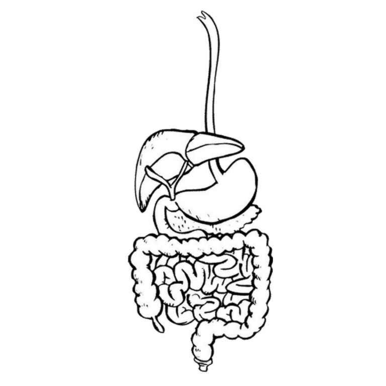 Jogos de anatomia humana – Anatomia papel e caneta Jogos de anatomia humana – Anatomia papel e caneta