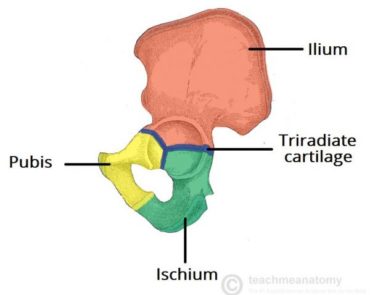 Ossos Ílio, Ísquio e Púbis – Anatomia papel e caneta