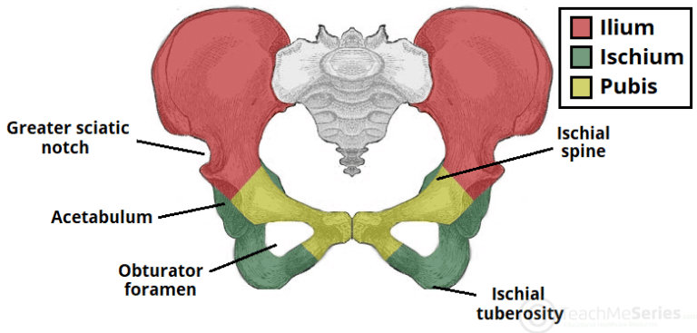 Ossos Ílio, Ísquio e Púbis – Anatomia papel e caneta