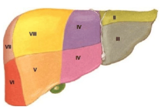 Sistema digestório | Anatomia papel e caneta