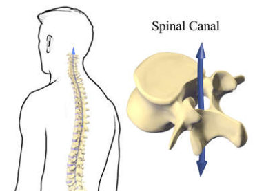 Coluna vertebral – Anatomia papel e caneta