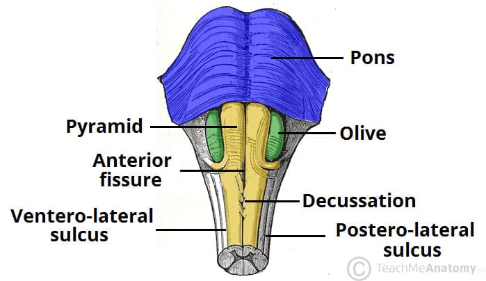 Tronco encefálico – Anatomia papel e caneta