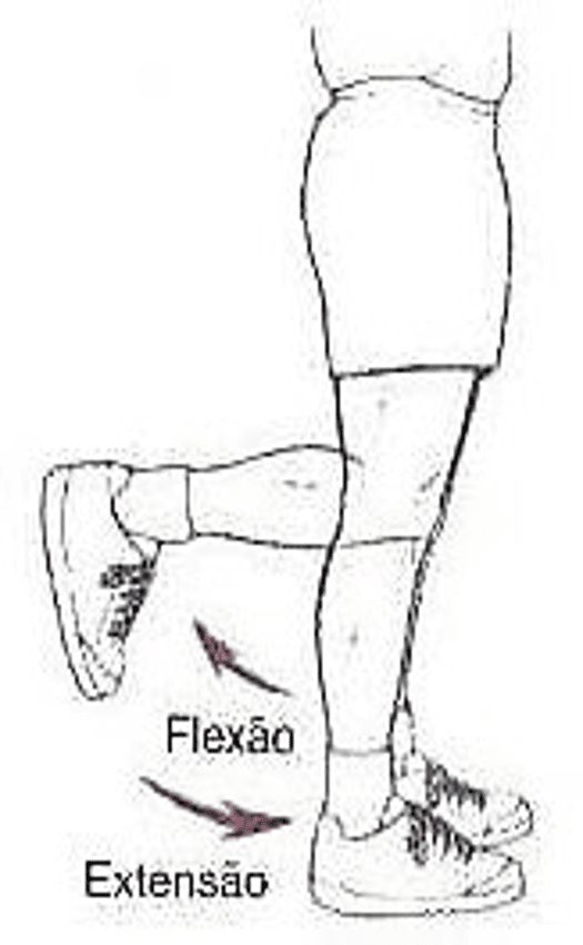 Movimentos do corpo humano – Anatomia papel e caneta