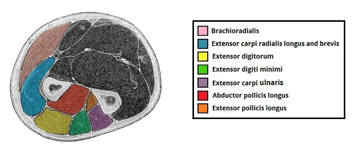 Músculos do antebraço – Anatomia papel e caneta