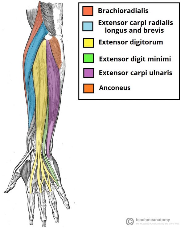 Músculos do antebraço – Anatomia papel e caneta