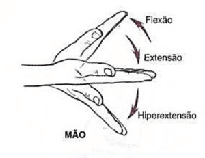 flexão e extensão do punho – Anatomia papel e caneta