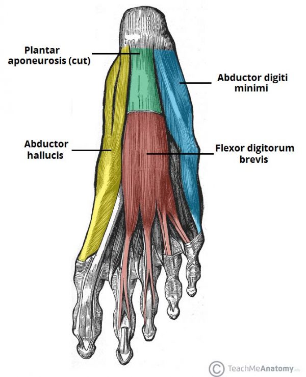 Músculos do pé – Anatomia papel e caneta