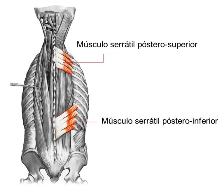 Músculos extrínsecos do dorso – Anatomia papel e caneta
