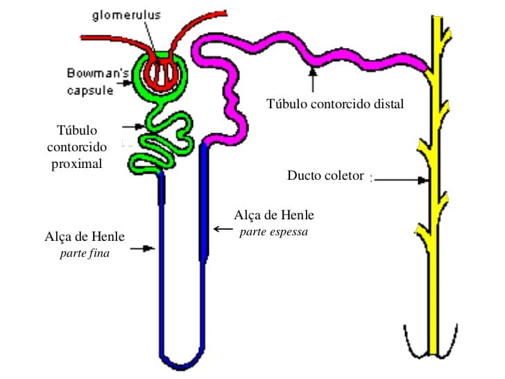 néfron – Anatomia papel e caneta