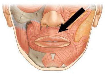Sistema muscular – Anatomia papel e caneta