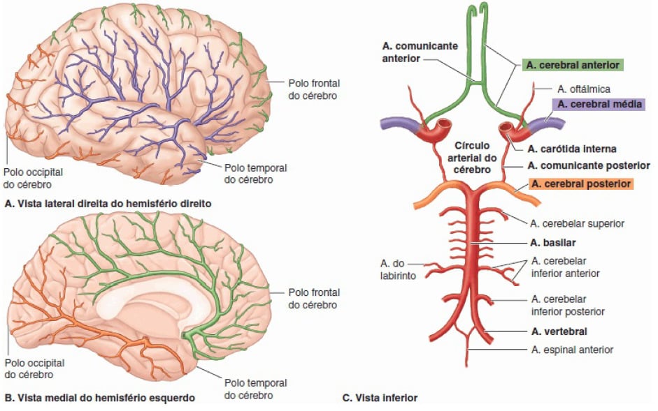 polígono de willis – Anatomia papel e caneta