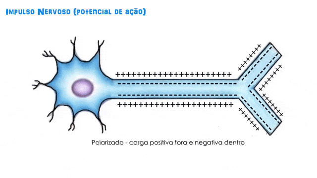 Sistema nervoso – Anatomia papel e caneta