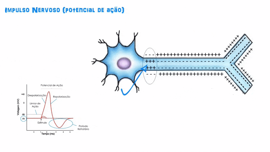 Sistema nervoso – Anatomia papel e caneta