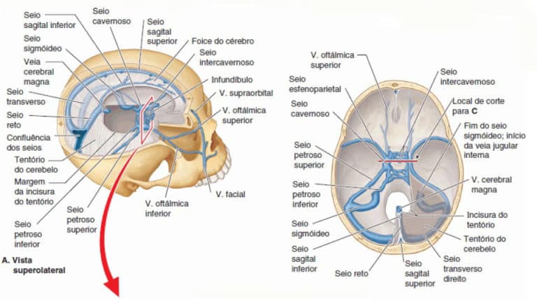 seio cavernoso – Anatomia papel e caneta