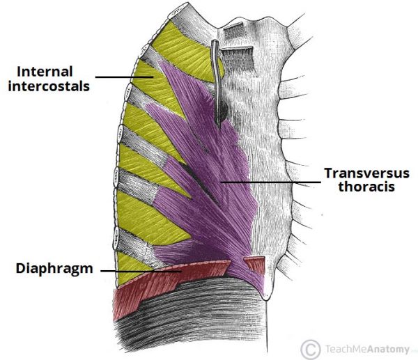 Músculos da parede torácica – Anatomia papel e caneta