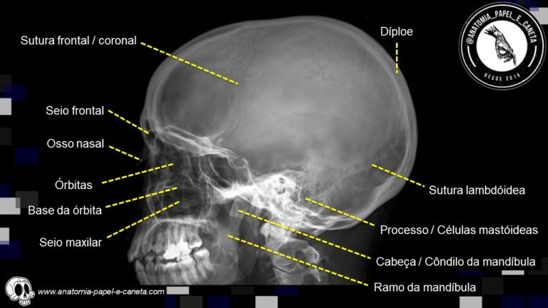 anatomia radiológica do crânio – Anatomia papel e caneta