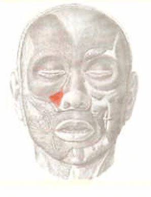 Músculos da face – levantador do lábio superior – Anatomia papel e caneta