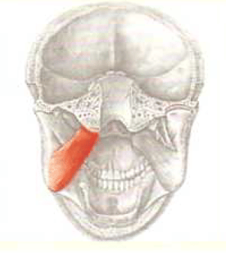Músculos da mastigação – pterigóideo medial – Anatomia papel e caneta