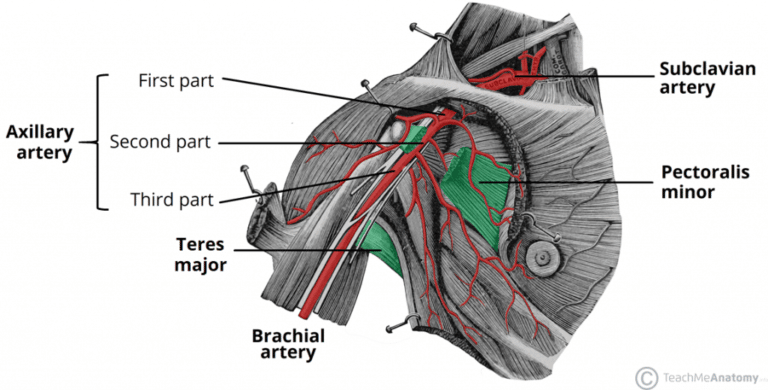 Membros Superiores | Artérias – Anatomia papel e caneta