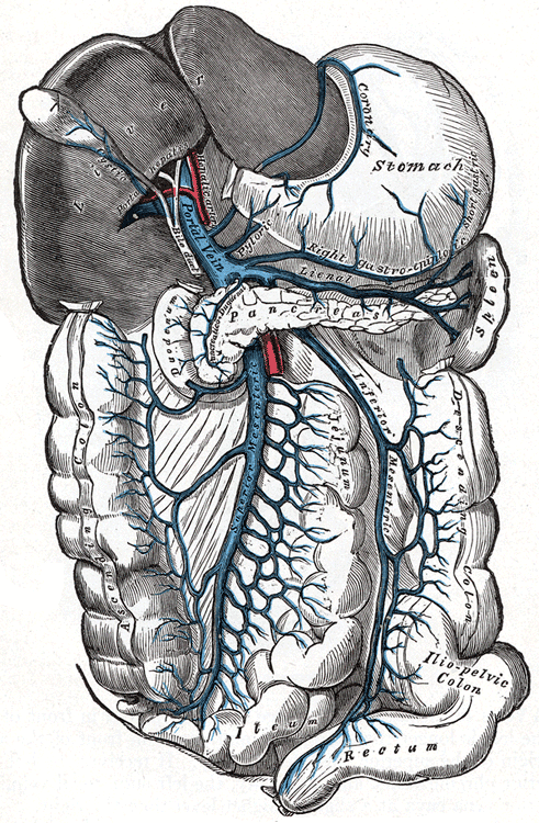 Veia cística – Anatomia papel e caneta