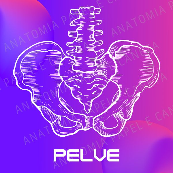 linha arqueada da pelve - linha pectínea do púbis | Anatomia papel e caneta