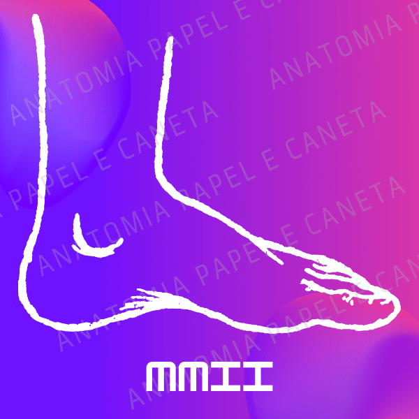 linha arqueada da pelve - linha pectínea do púbis | Anatomia papel e caneta