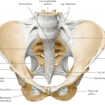 ligamentos da pelve – Anatomia papel e caneta