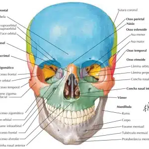cranio-10 – Anatomia papel e caneta
