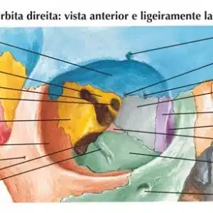 cranio-11 – Anatomia papel e caneta